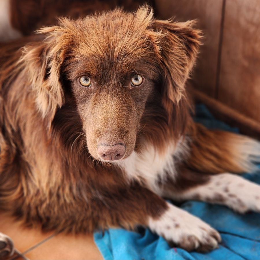 Travis - Medium Male Border Collie x Labradoodle Dog in VIC - PetRescue