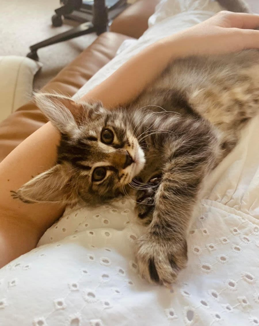 The ultimate guide for first-time cat guardians - PetRescue