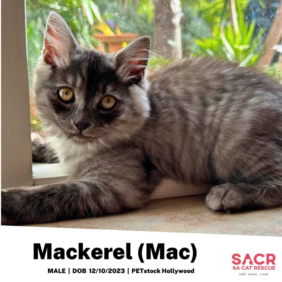 Mackerel (Mac) - Male Domestic Medium Hair Cat in SA - PetRescue