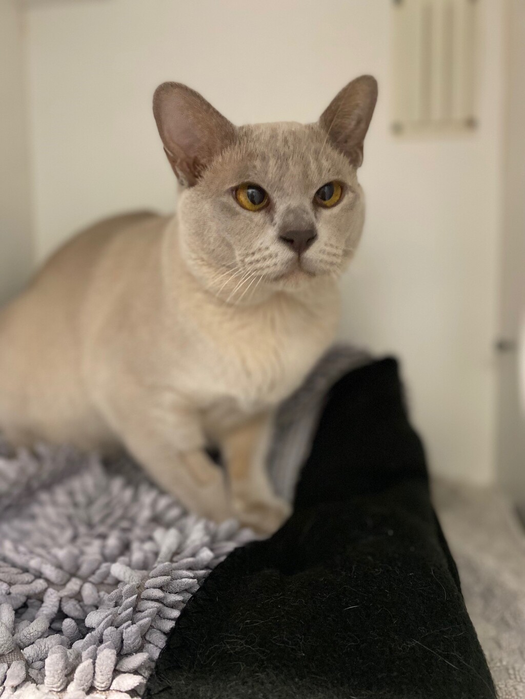 Todd - Male Burmese Mix Cat in WA - PetRescue