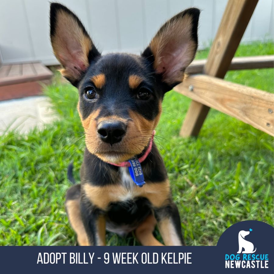 Billy - 9 Week Old Kelpie (Trial) - Medium Male Kelpie Dog in NSW ...