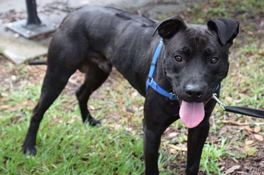 Zeus - Large Male Rhodesian Ridgeback x American Staffordshire Bull ...