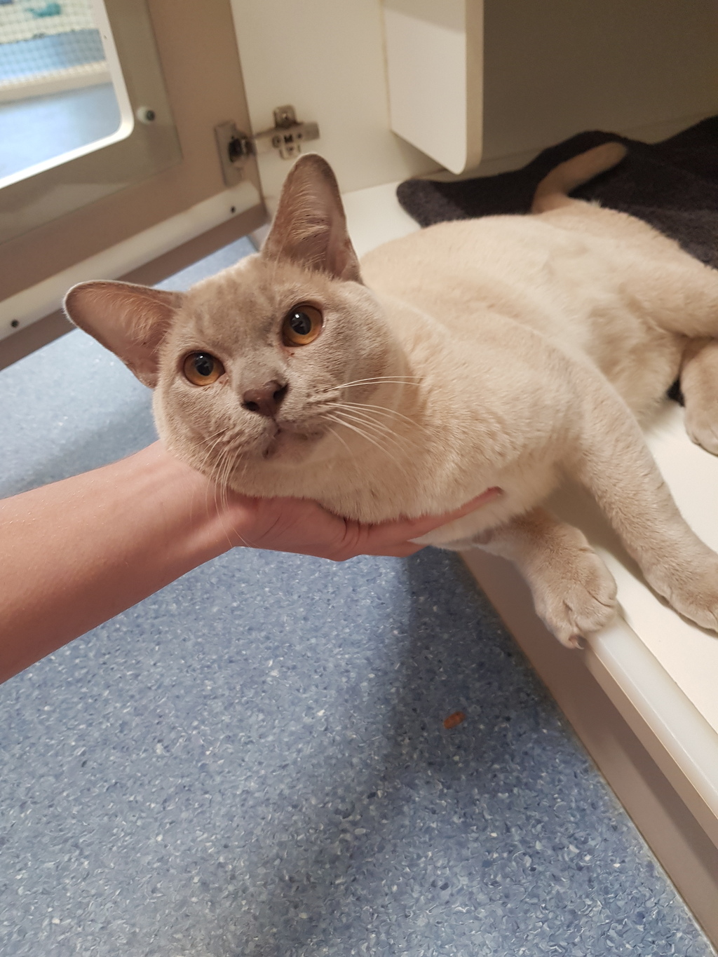 Kandy Muse - Male Burmese Mix Cat in WA - PetRescue