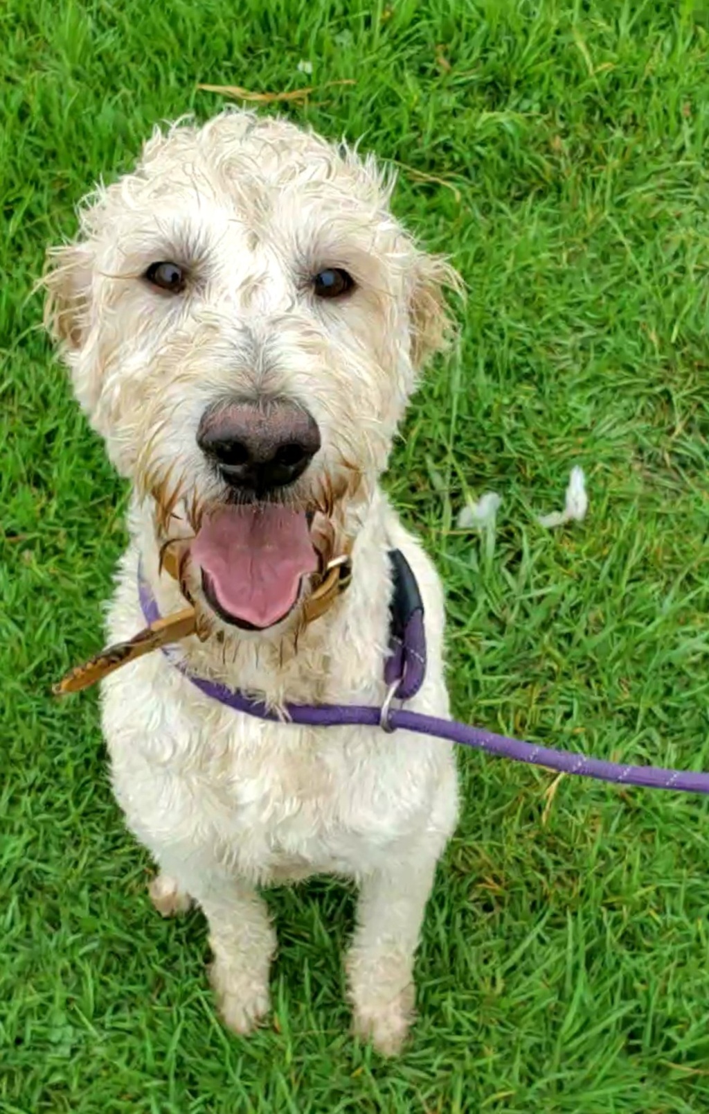 Harriet (hattie) - Large Female Groodle Mix Dog in VIC - PetRescue
