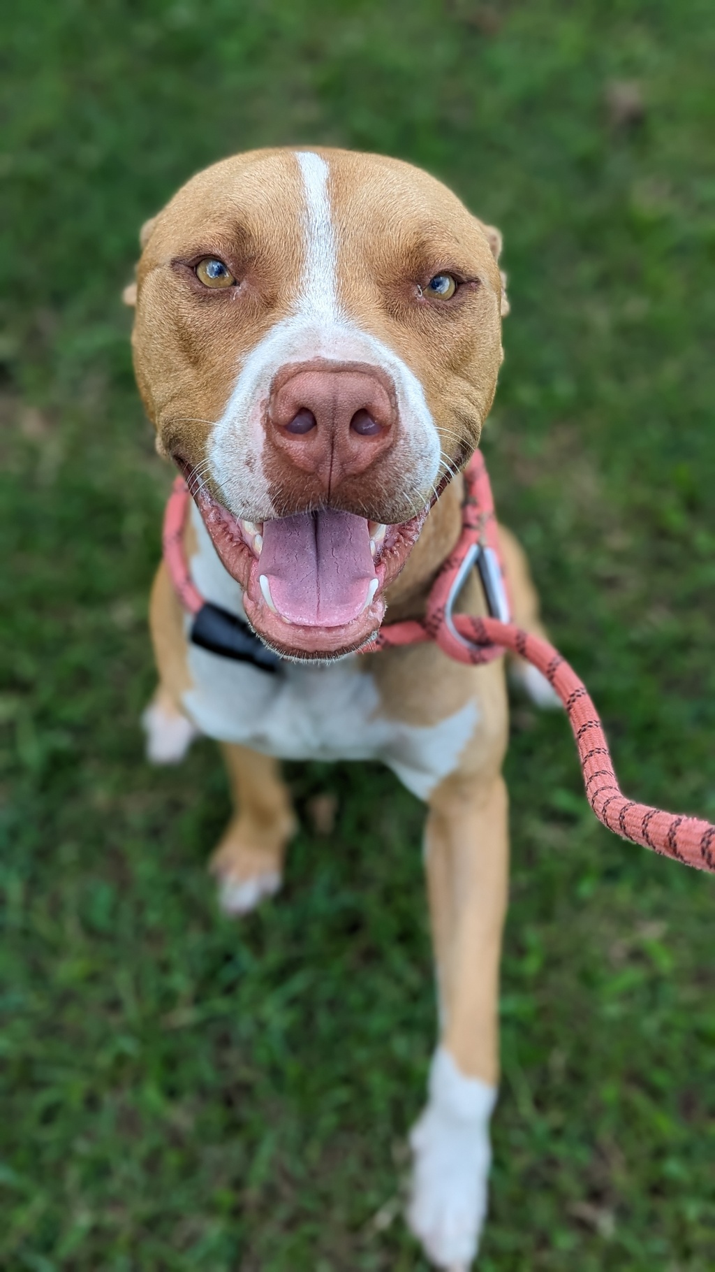 Ollie - Medium Male American Staffordshire Bull Terrier Mix Dog in QLD ...