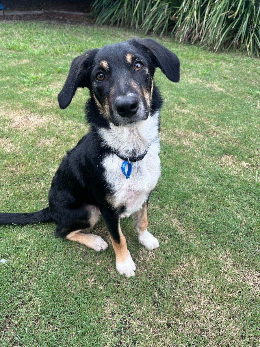 Judge - Medium Male Border Collie Mix Dog in QLD - PetRescue