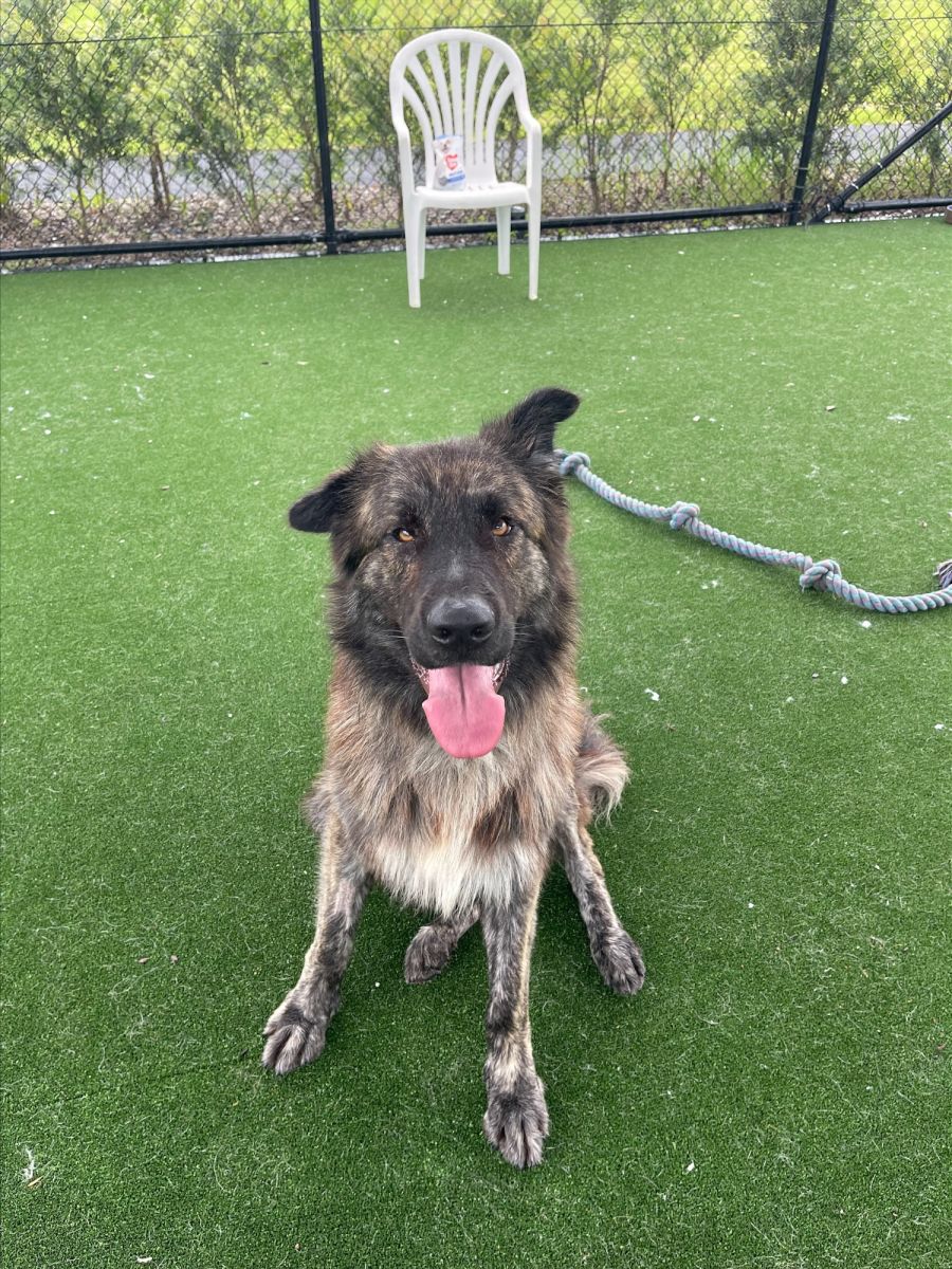 Leo imp 2226 - Large Male Maremma Sheepdog x German Shepherd Mix Dog in ...