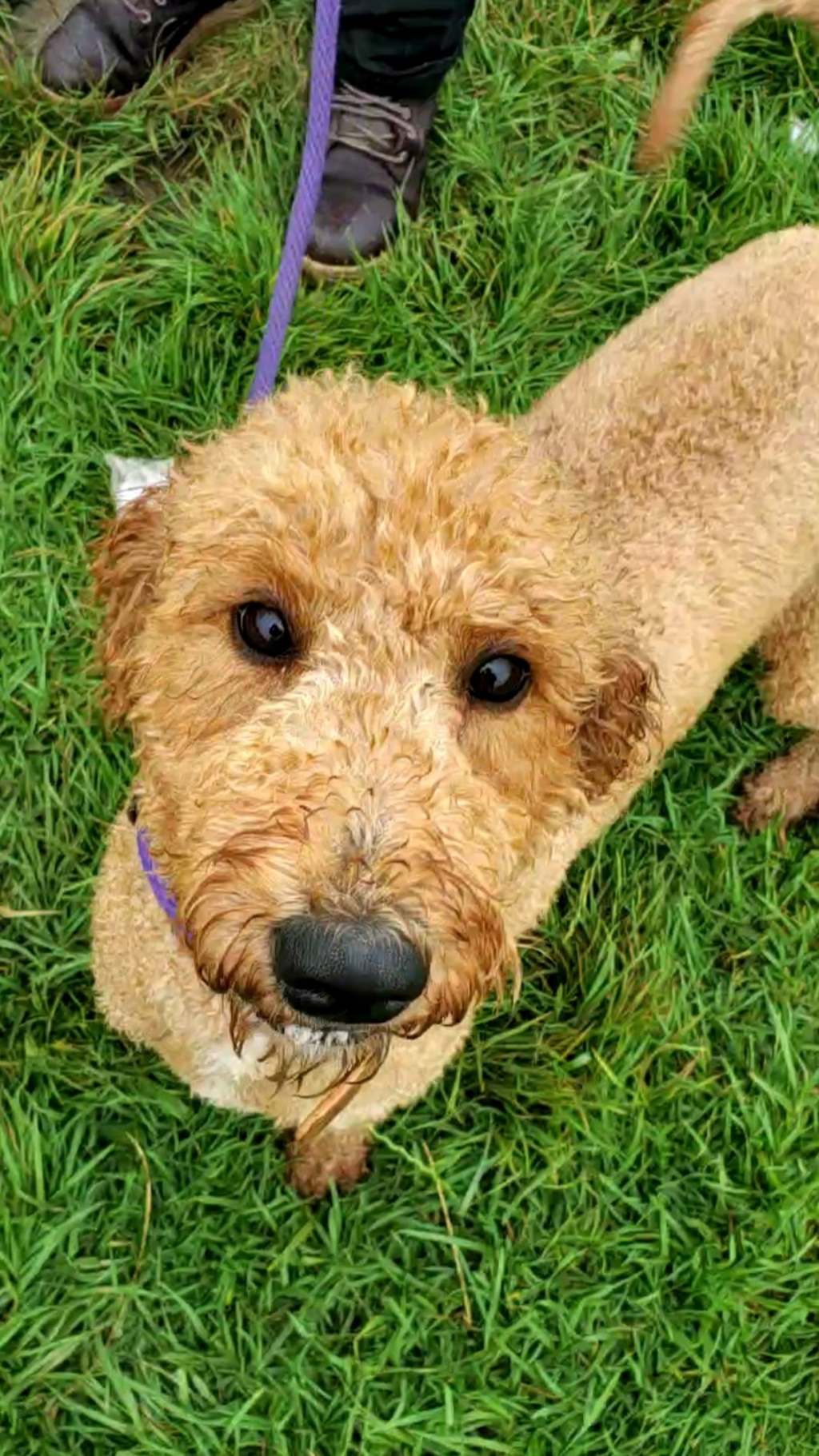 Lulu - Large Female Groodle Mix Dog in VIC - PetRescue
