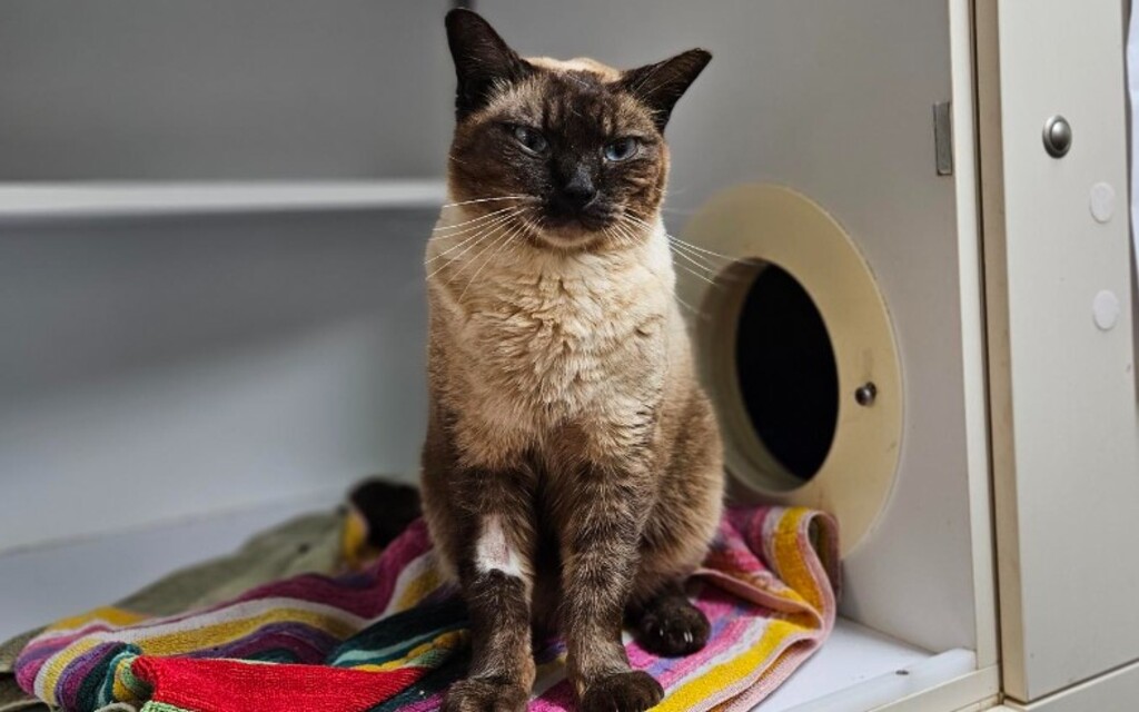 Tim Tam - Male Burmese x Ragdoll Mix Cat in VIC - PetRescue