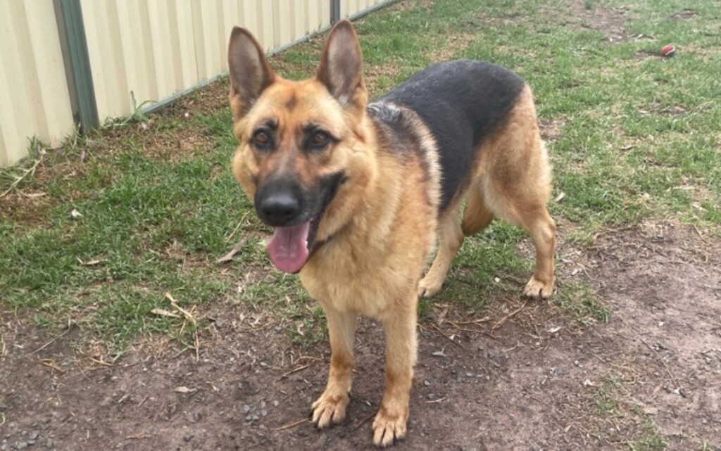 Cleo - Large Female German Shepherd Mix Dog in VIC - PetRescue