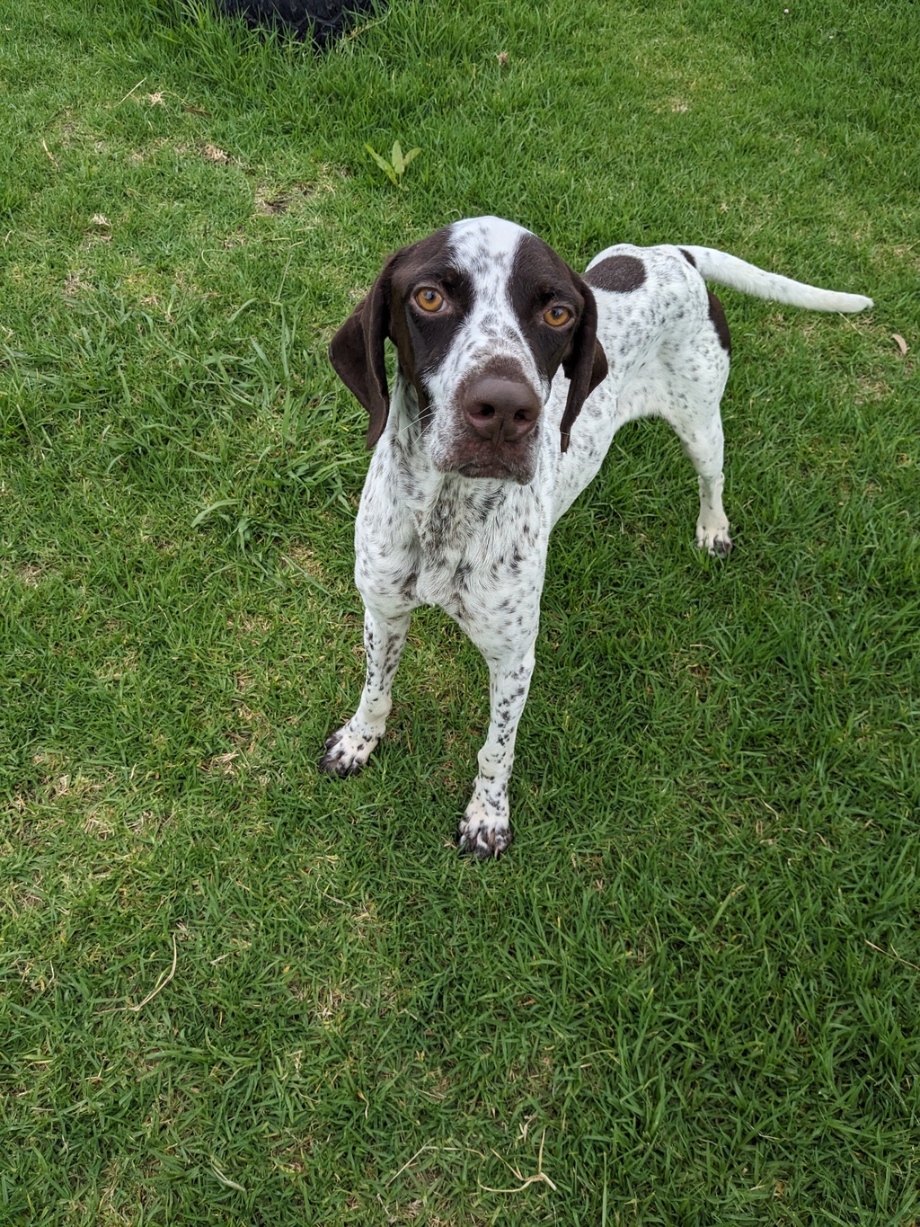 Ralphy - Medium Male German Shorthaired Pointer Dog in VIC - PetRescue