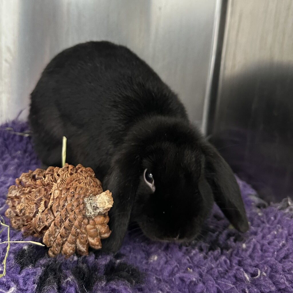Skipper - Male Lop Eared Rabbit in VIC - PetRescue