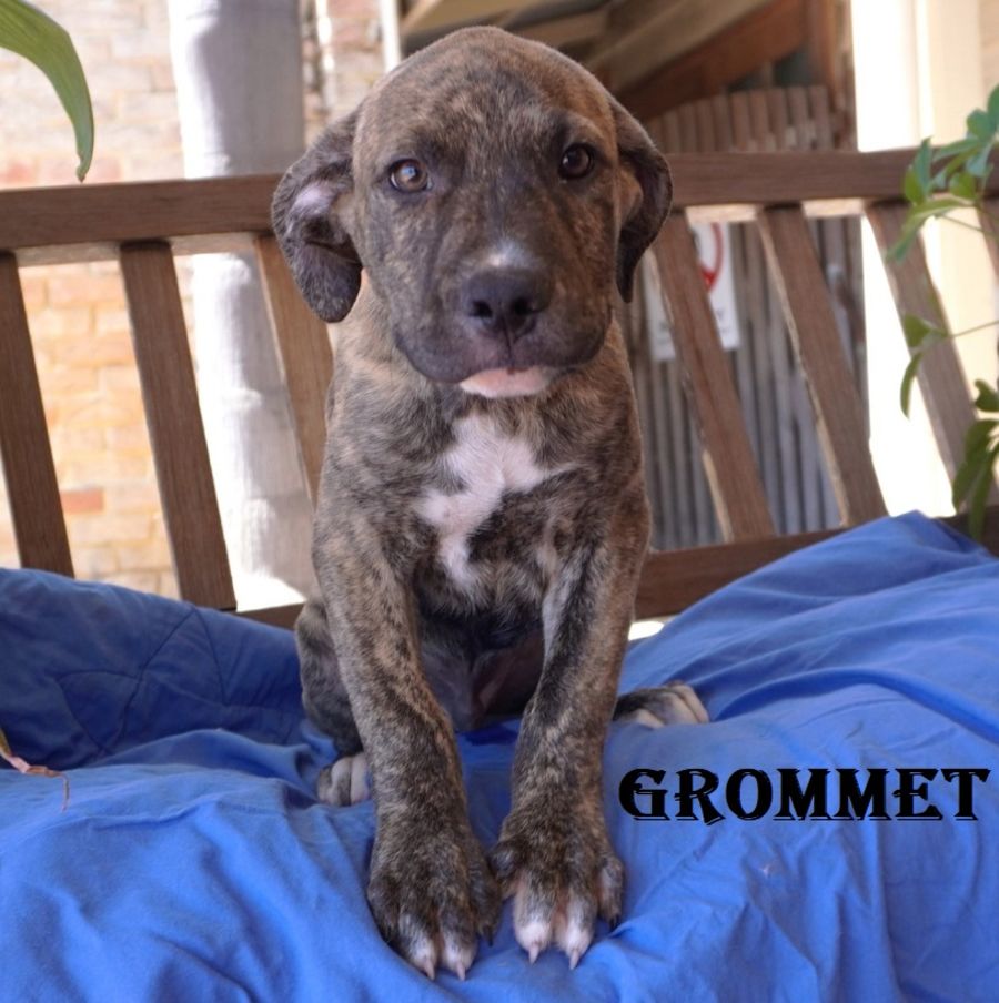 Grommet - Medium Male Cross breed Dog in WA - PetRescue