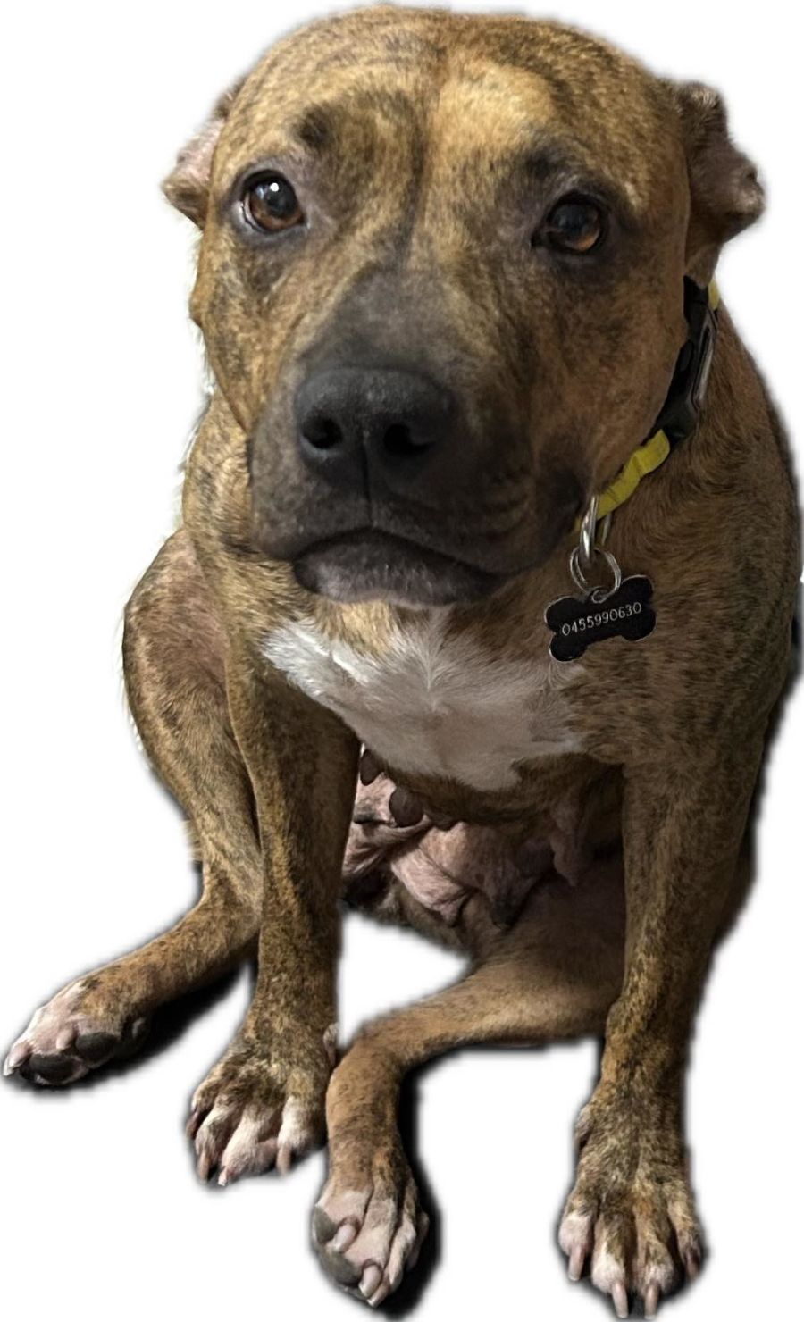 Juniper - Medium Female Staffy Mix Dog in QLD - PetRescue