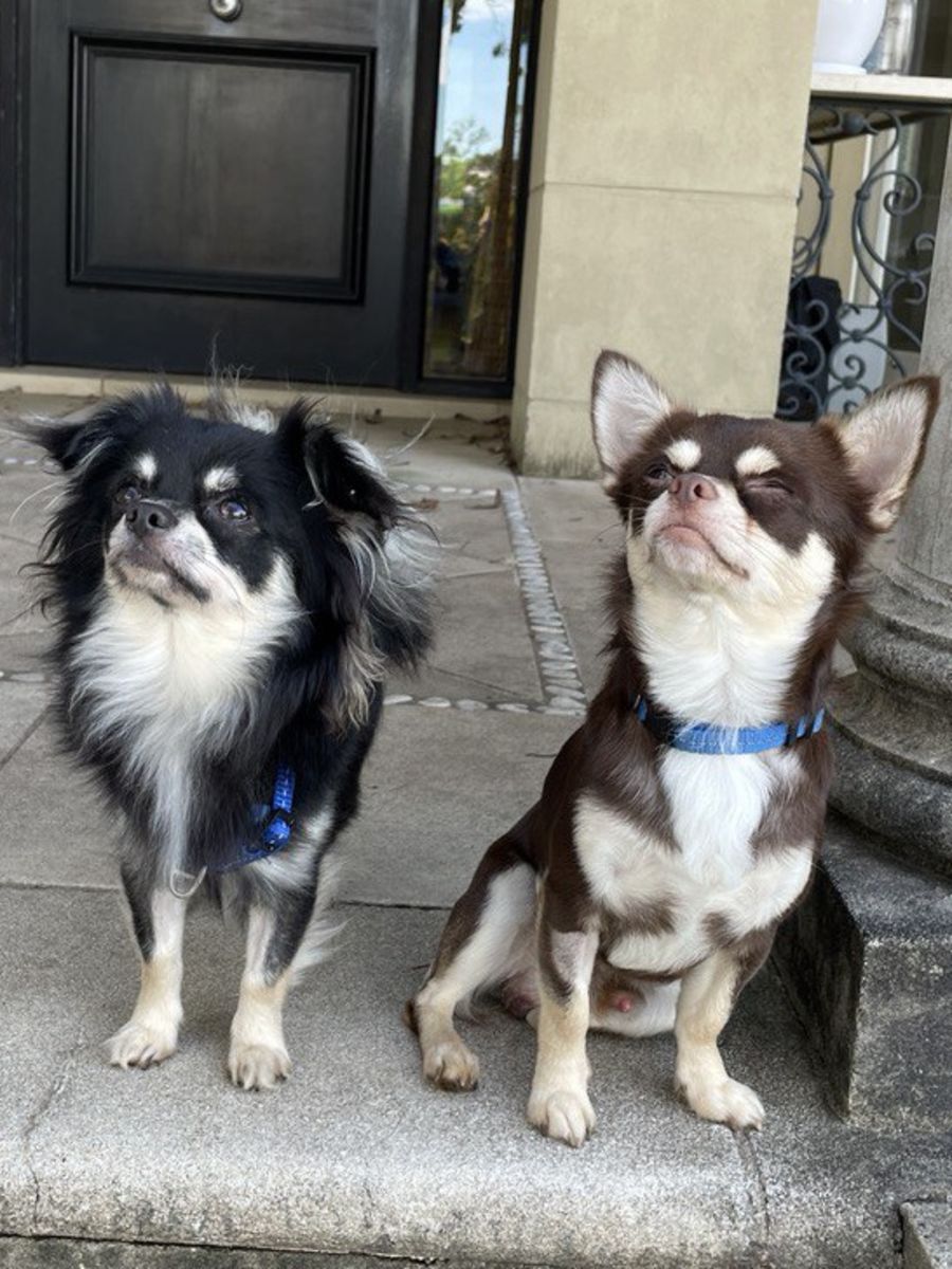 Panda & Tachi - Small Male Chihuahua Dog in NSW - PetRescue