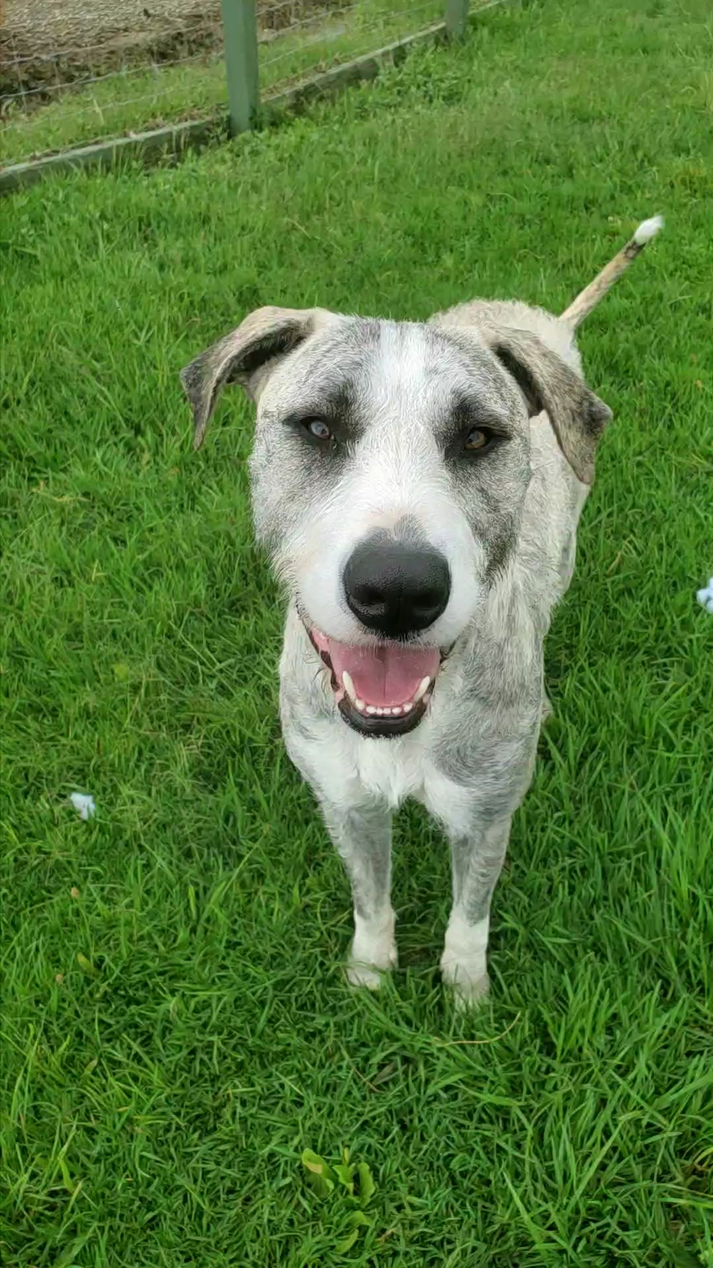 Darcy - Large Female Bull Arab Mix Dog in VIC - PetRescue