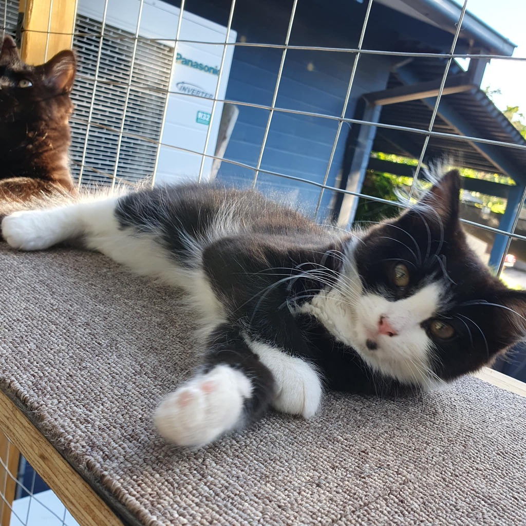 Falafel - Female Domestic Medium Hair Cat in ACT - PetRescue