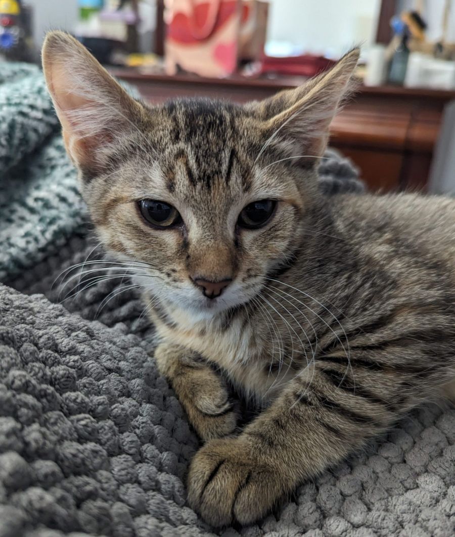 Tink - Female Domestic Short Hair Cat in NSW - PetRescue