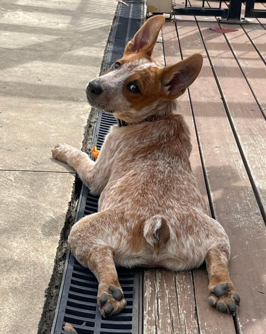 Red Delicious - Medium Male Australian Stumpy Tail Cattle Dog Mix Dog ...