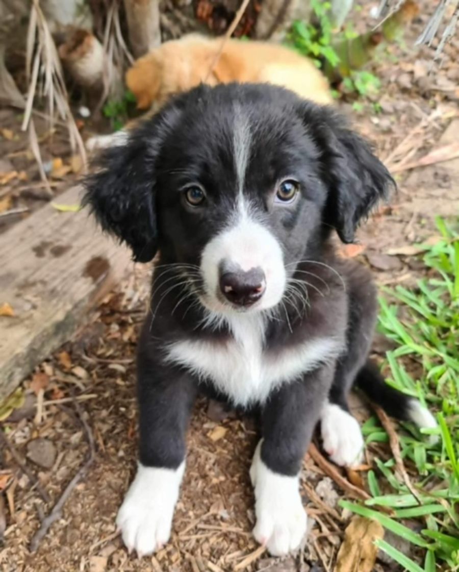 Whiskey - Medium Male Border Collie Dog in QLD - PetRescue
