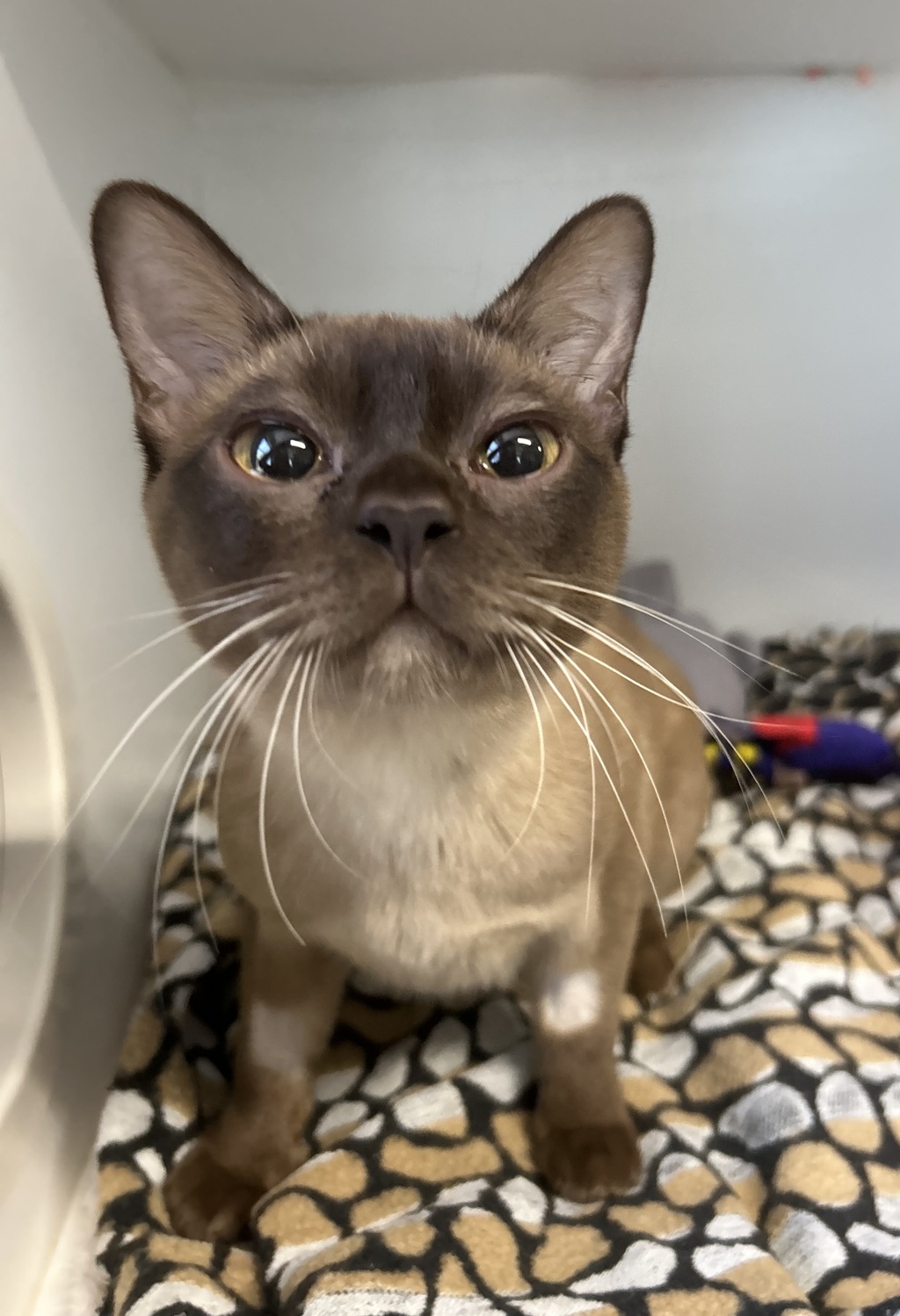 Jinkx Monsoon - Female Burmese Mix Cat in WA - PetRescue
