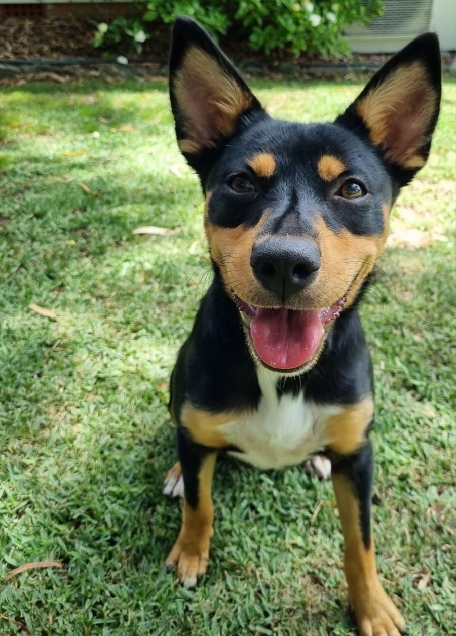 Suki - Medium Female Kelpie x Jack Russell Terrier Mix Dog in NSW - PetRescue