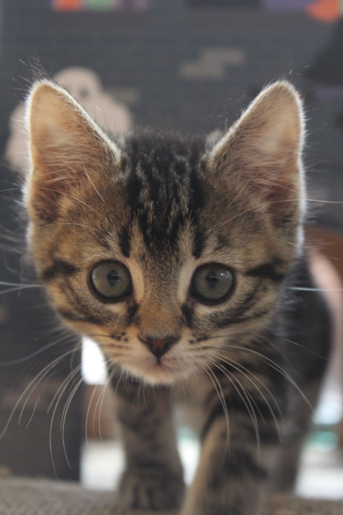 Sassy - Female Domestic Short Hair Cat in VIC - PetRescue