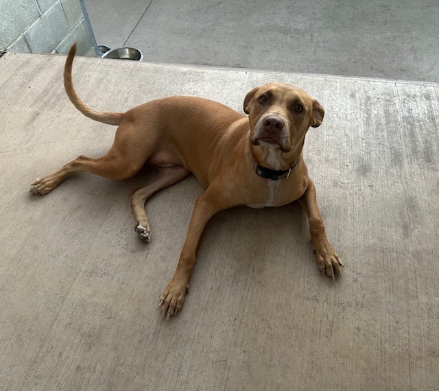 Tui - Medium Male Mixed Breed Dog in QLD - PetRescue
