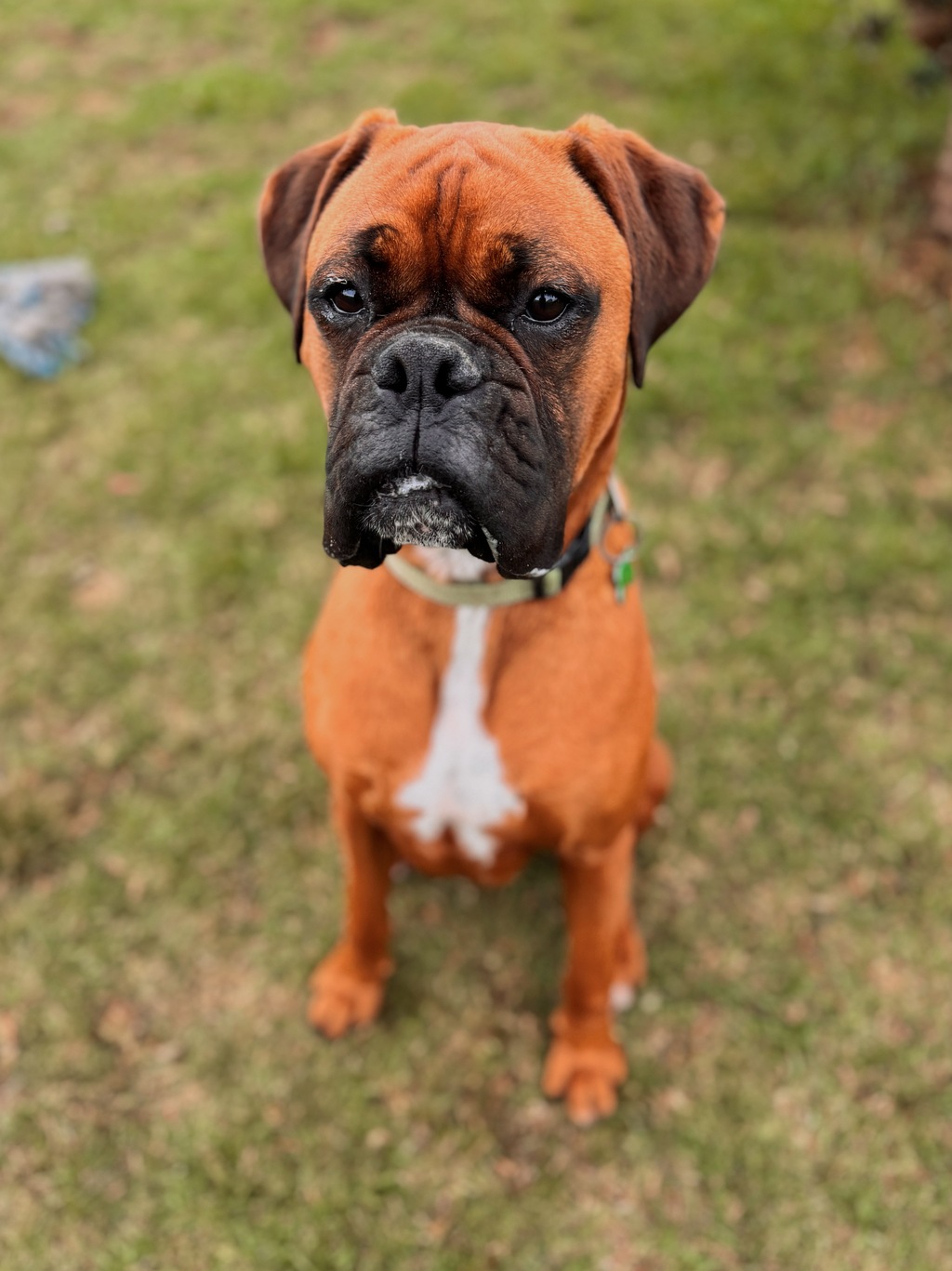 Gus - Medium Male Boxer Dog in VIC - PetRescue