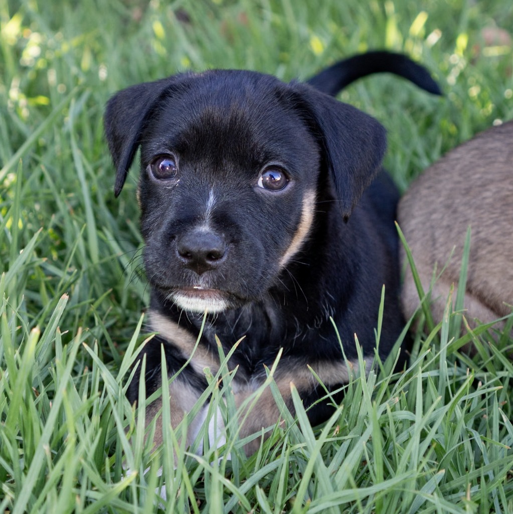Hamish - Small Male Mixed Breed Dog in WA - PetRescue