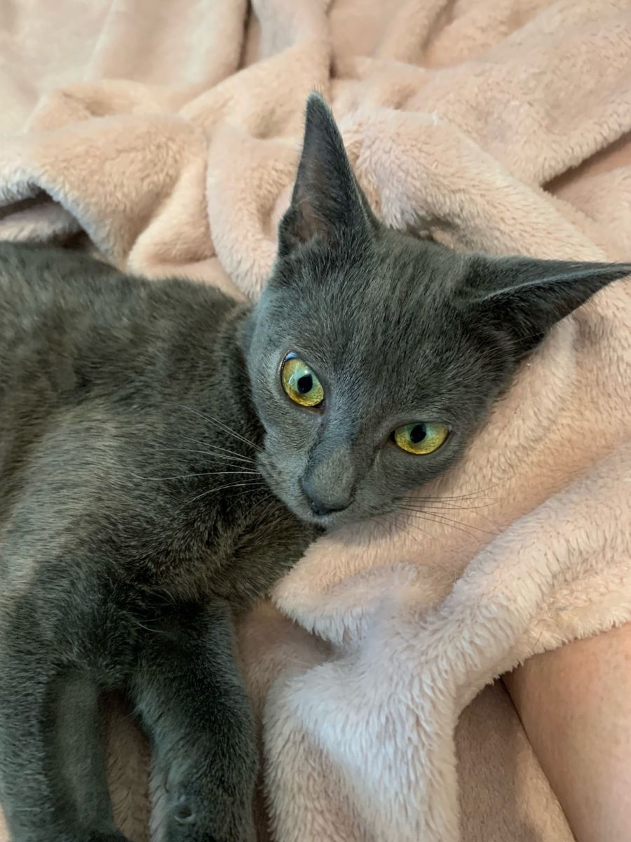 Minke - Female Domestic Short Hair Mix Cat in VIC - PetRescue