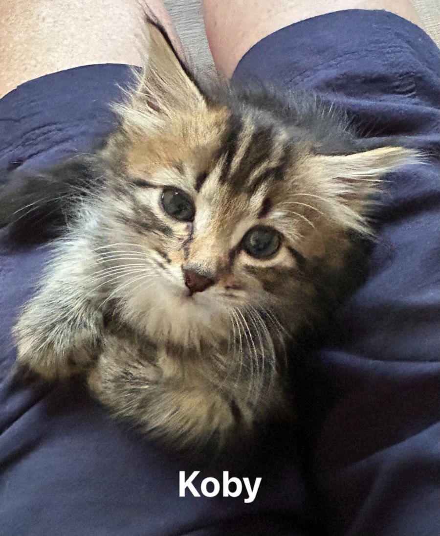 Koby - Female Domestic Medium Hair Cat in QLD - PetRescue
