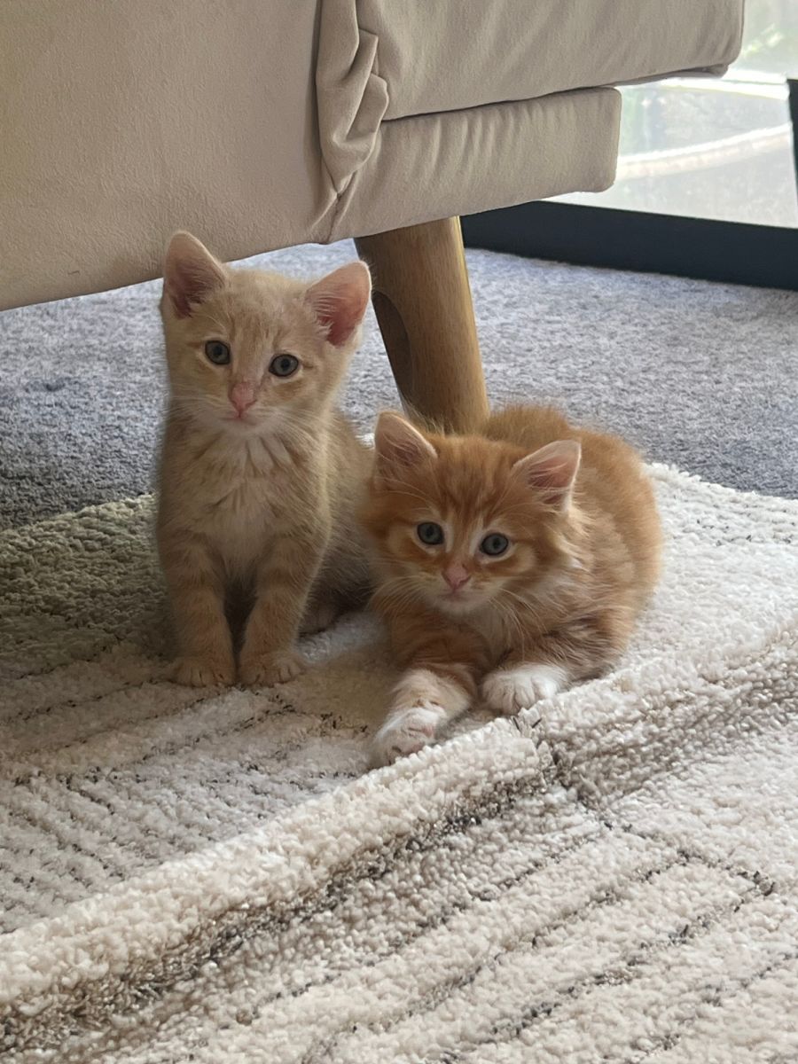 Billabong & Splice - Male Domestic Short Hair Cat in NSW - PetRescue