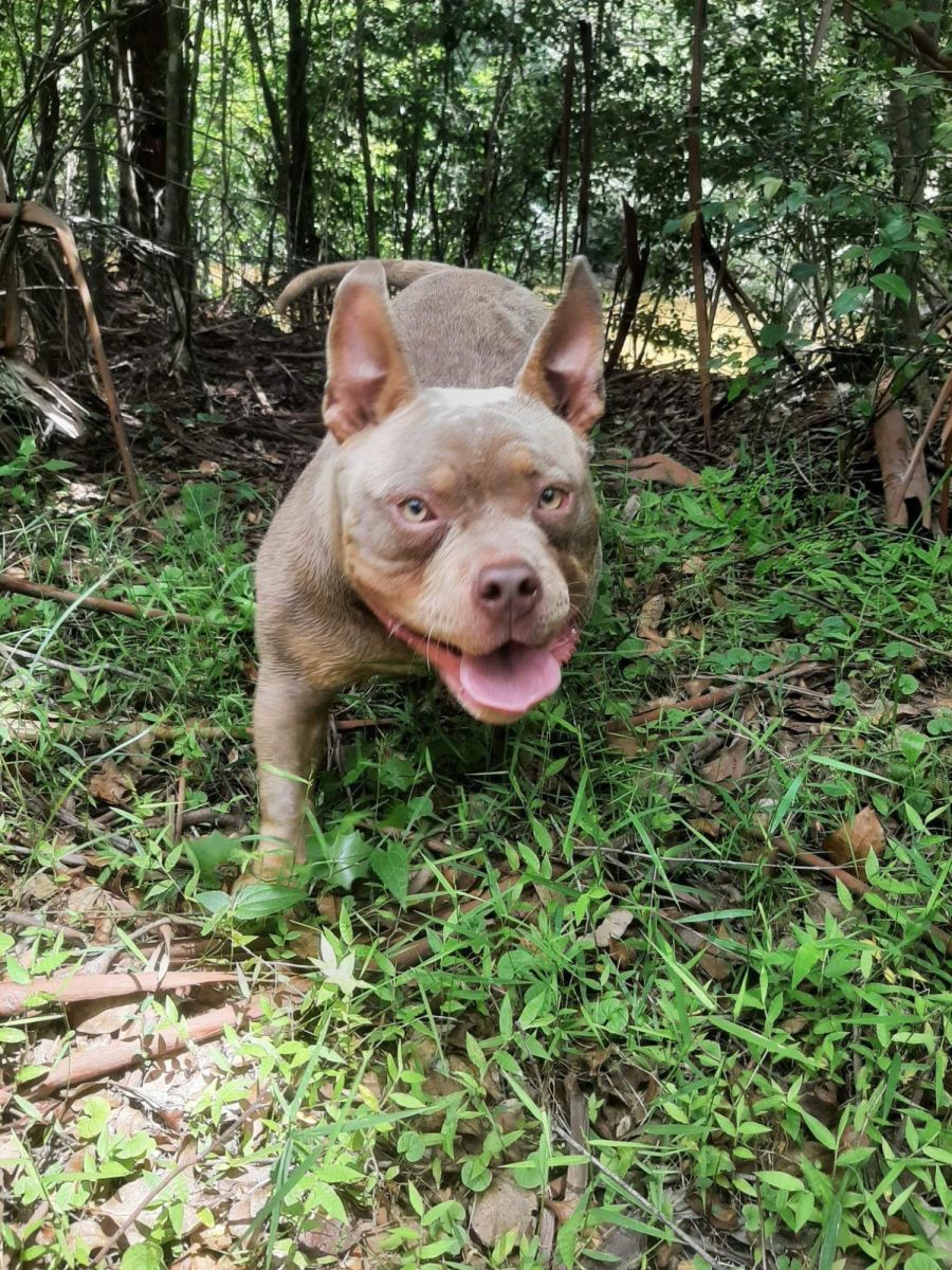 Bandy 😍 - Small Male American Staffordshire Bull Terrier Dog in NSW ...