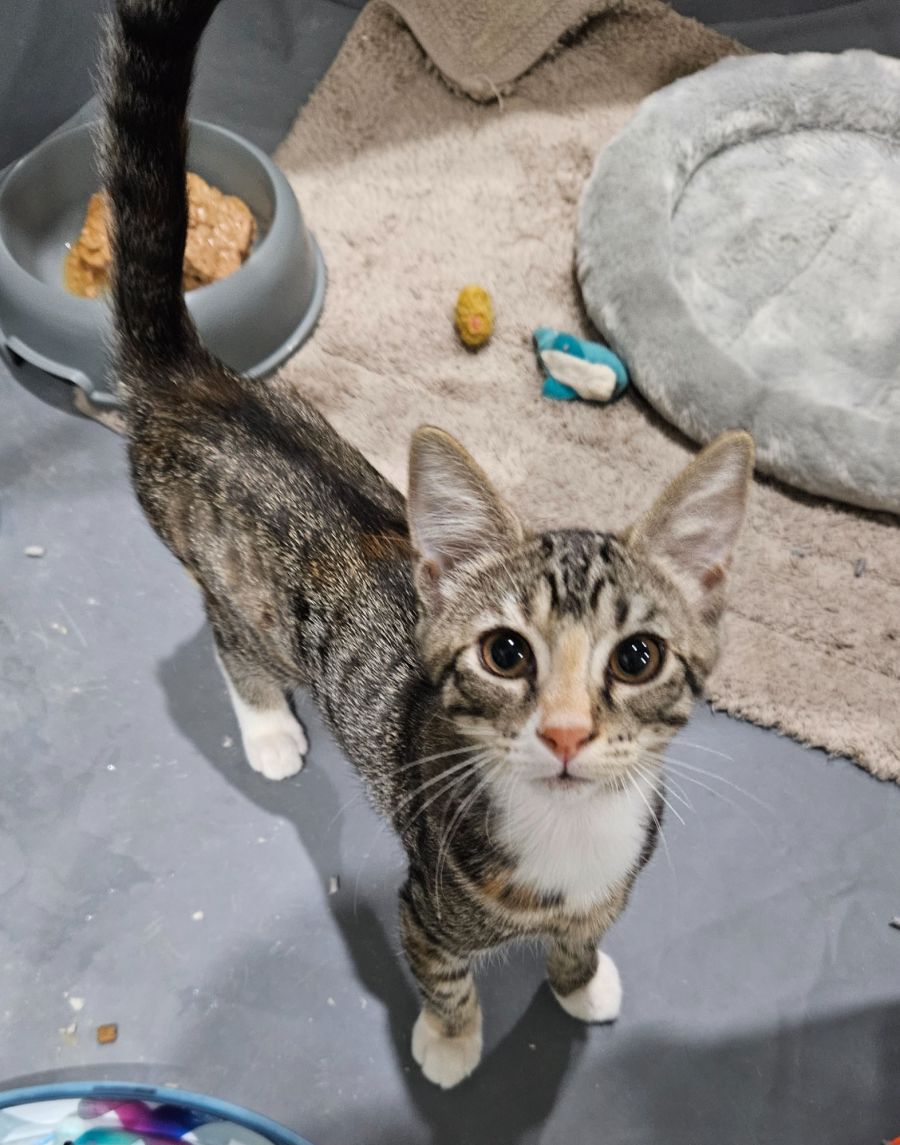 Squeak - Female Domestic Short Hair Cat in NSW - PetRescue