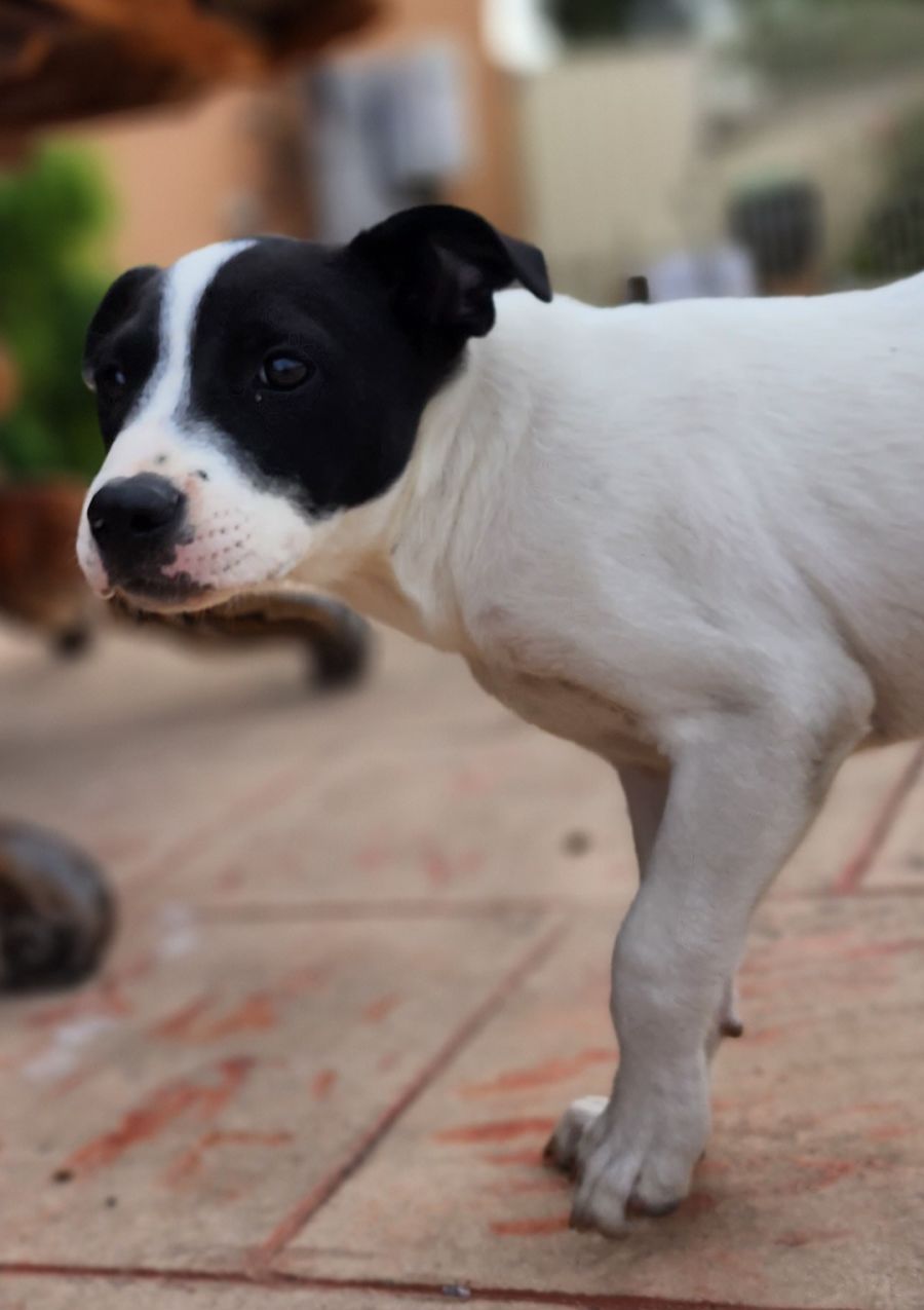 Panda 🐼 - Large Male Staffy Mix Dog in VIC - PetRescue