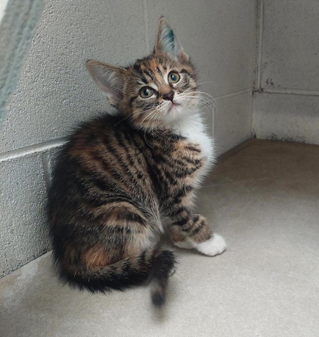 Fazma - Female Domestic Short Hair Cat in VIC - PetRescue
