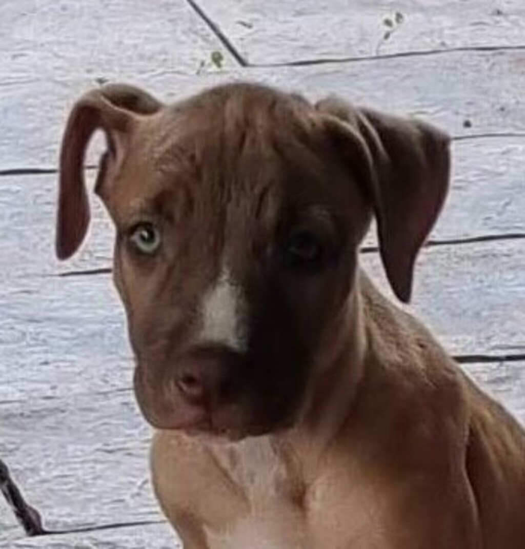 Sassy - Large Female American Staffordshire Bull Terrier Mix Dog in QLD ...