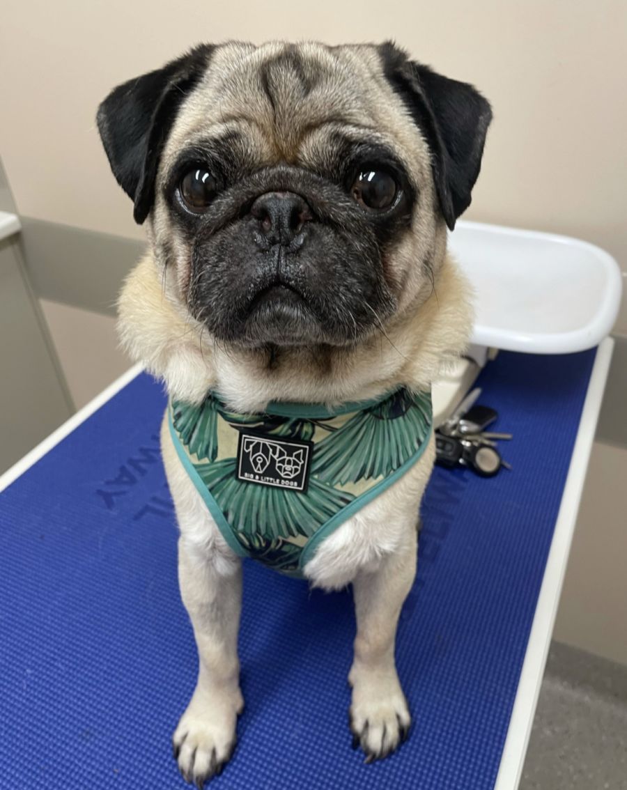 Max 🧸 - Medium Male Pug Dog in QLD - PetRescue