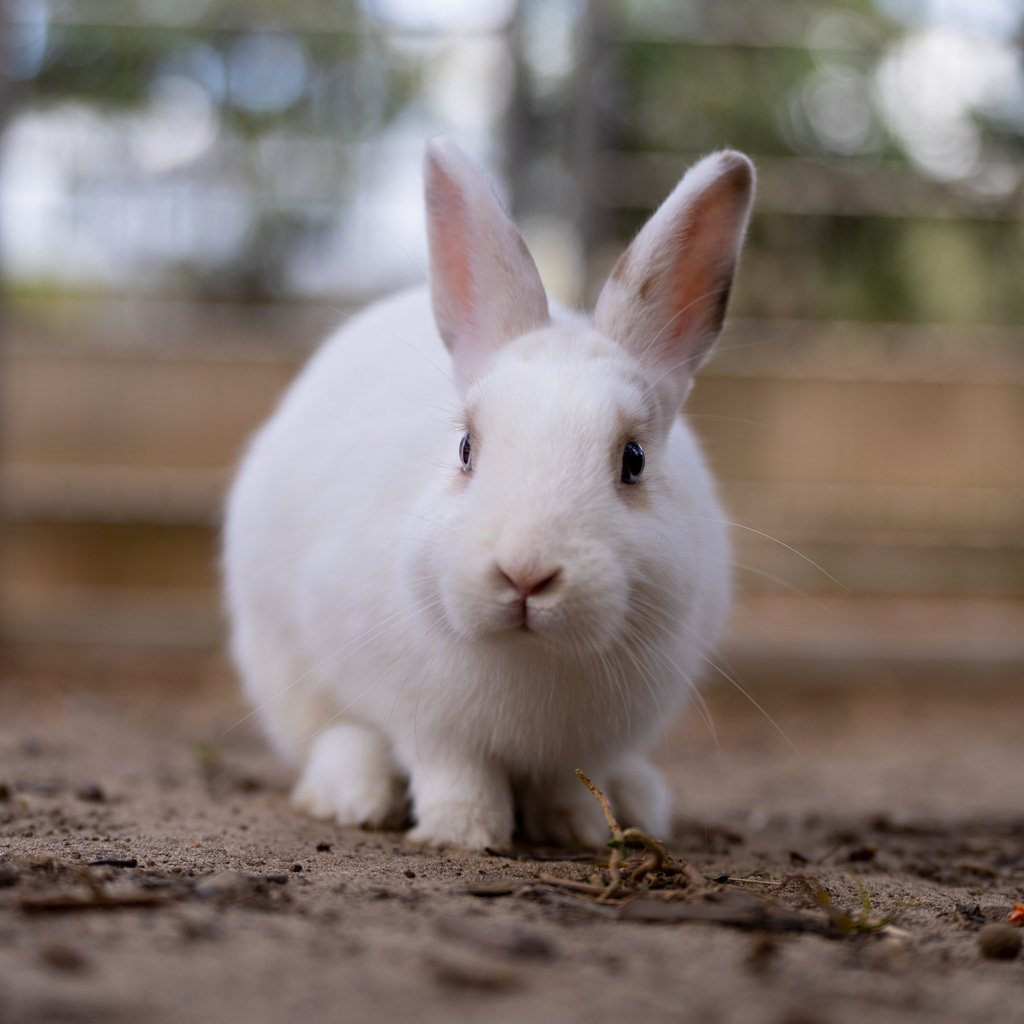 Jumpstart - Female English Mix Rabbit in NSW - PetRescue