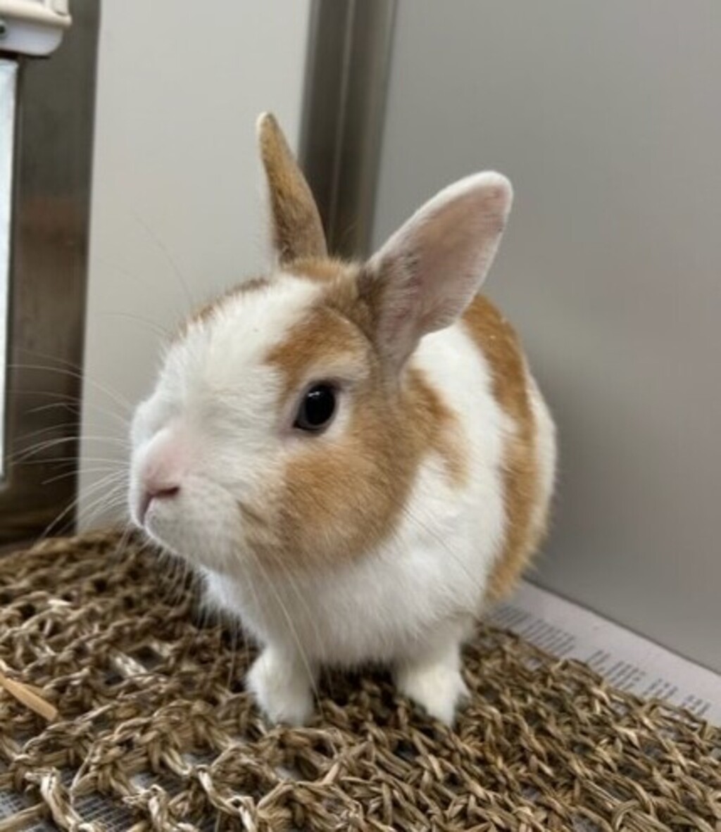 Carter - Male Netherland Dwarf Mix Rabbit in VIC - PetRescue