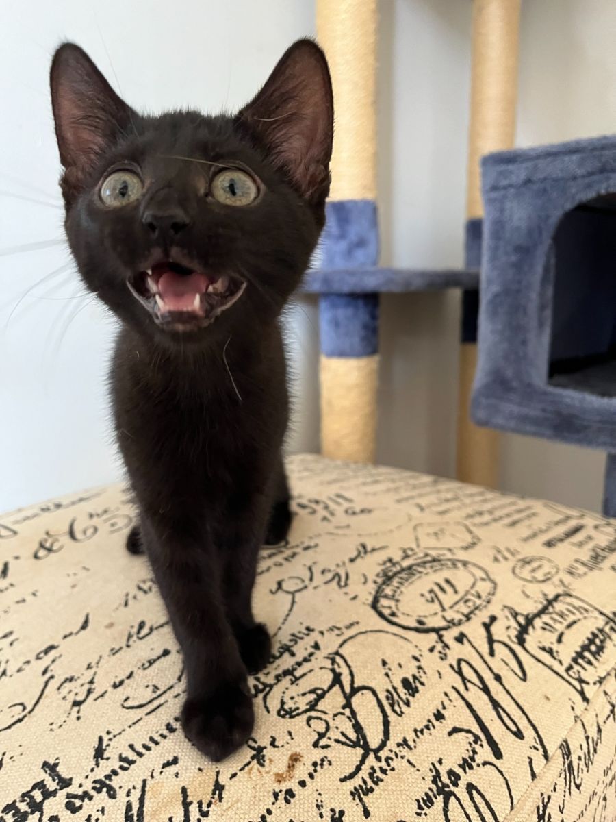 Kesi - Female Domestic Short Hair Cat in NSW - PetRescue