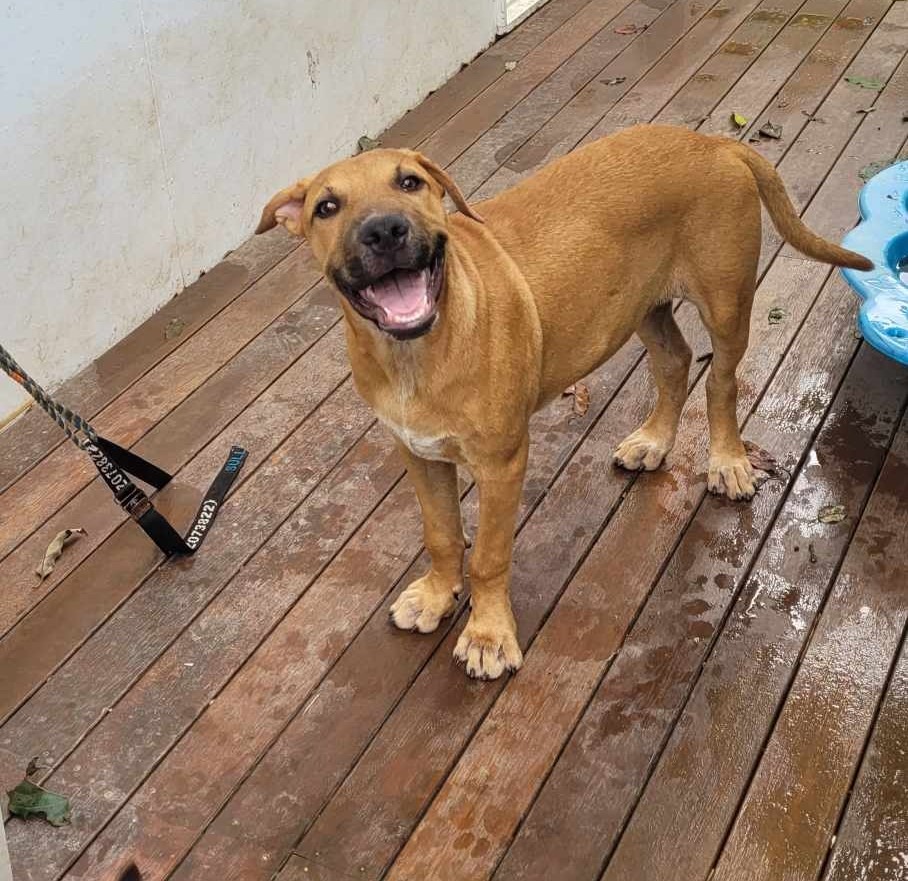 Dash - Large Male Rhodesian Ridgeback Mix Dog in QLD - PetRescue
