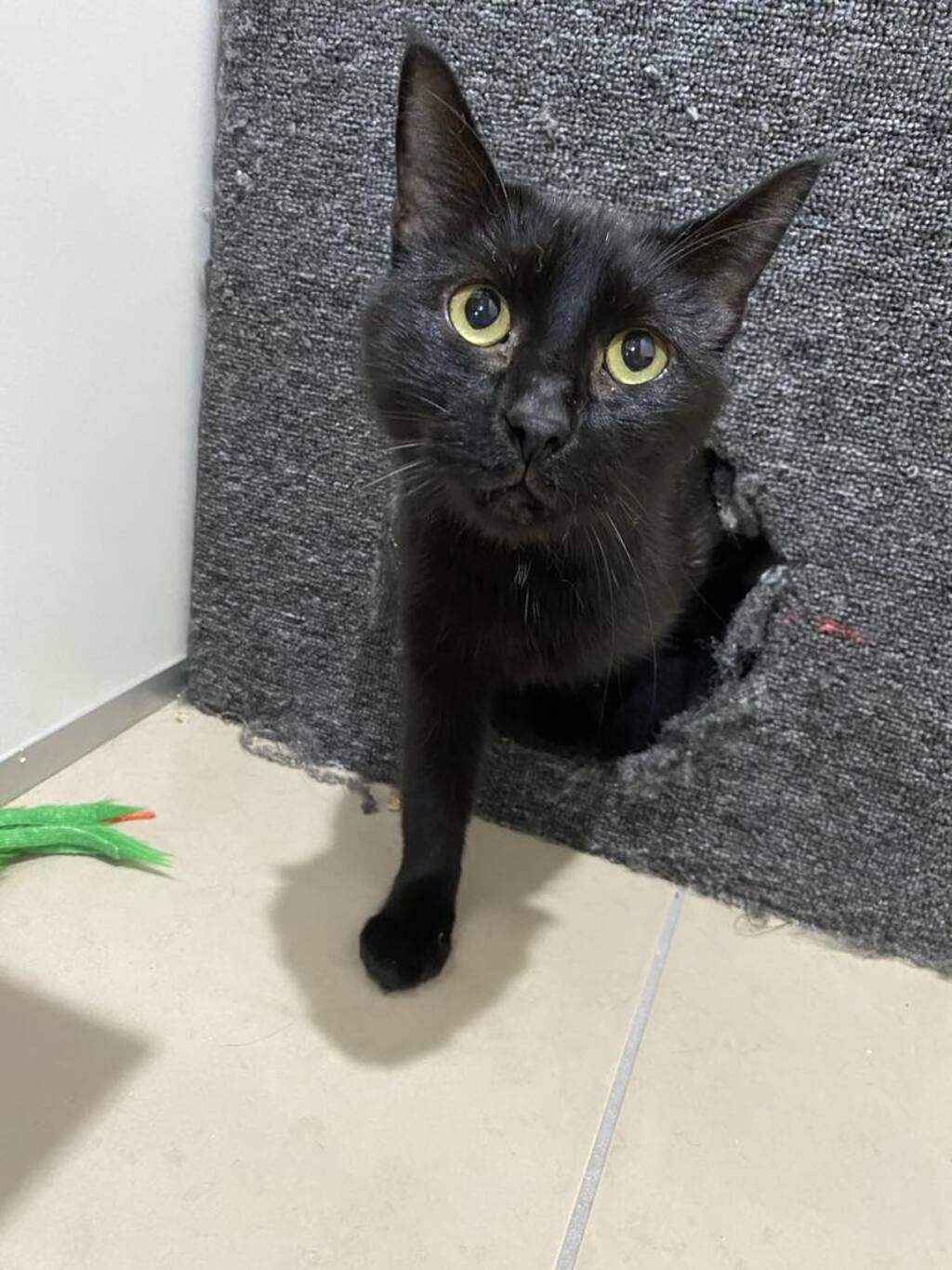 Dante - Male Bombay Mix Cat in QLD - PetRescue