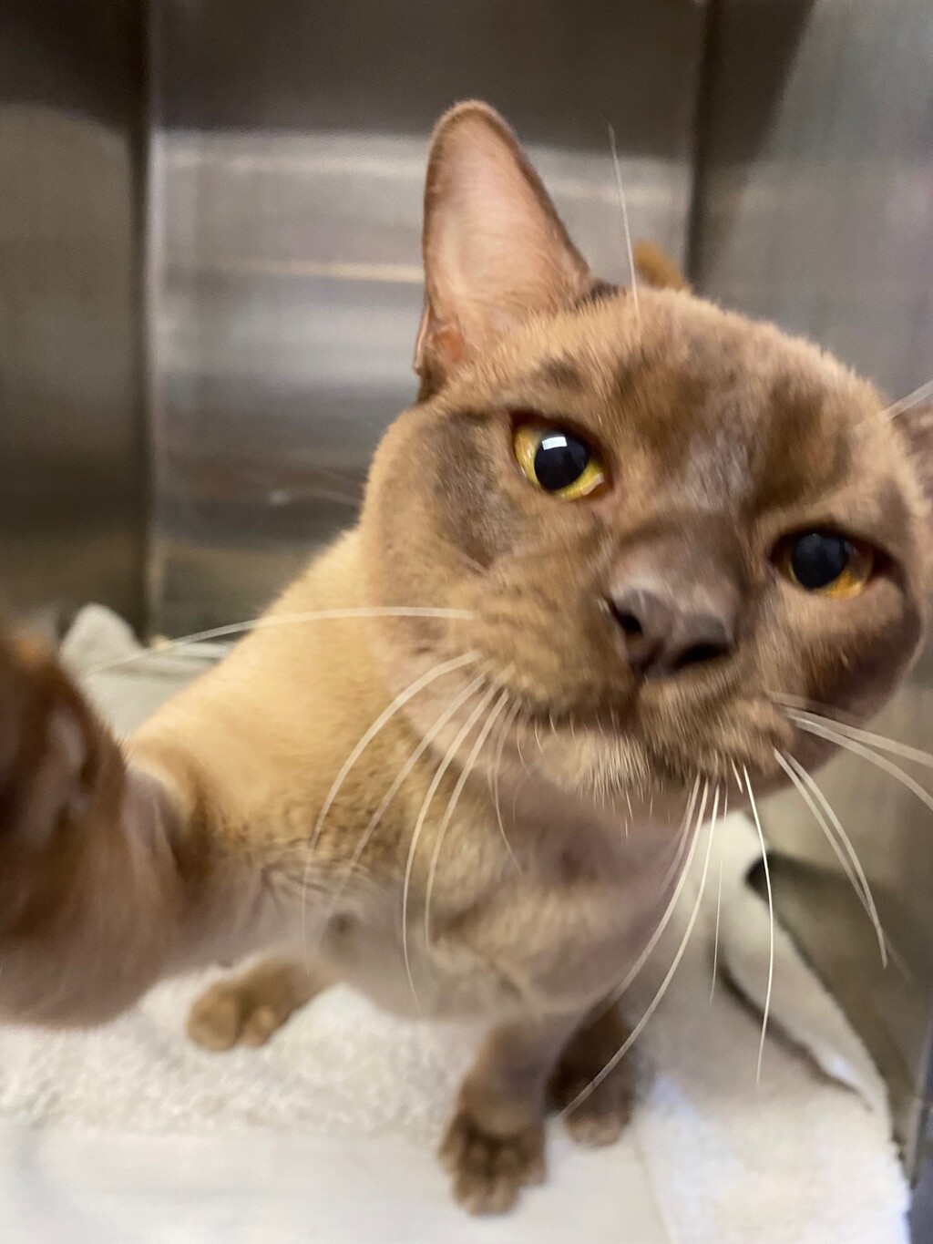 Mr Shea Coulee - Male Burmese Mix Cat in WA - PetRescue