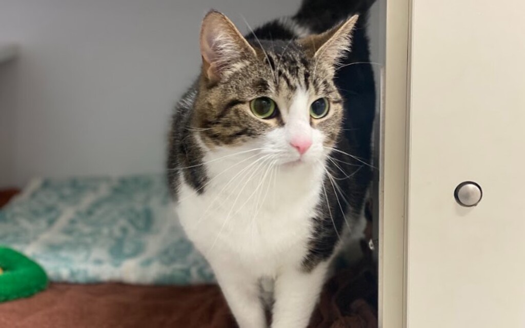 Mildred - Female Domestic Short Hair Mix Cat in VIC - PetRescue