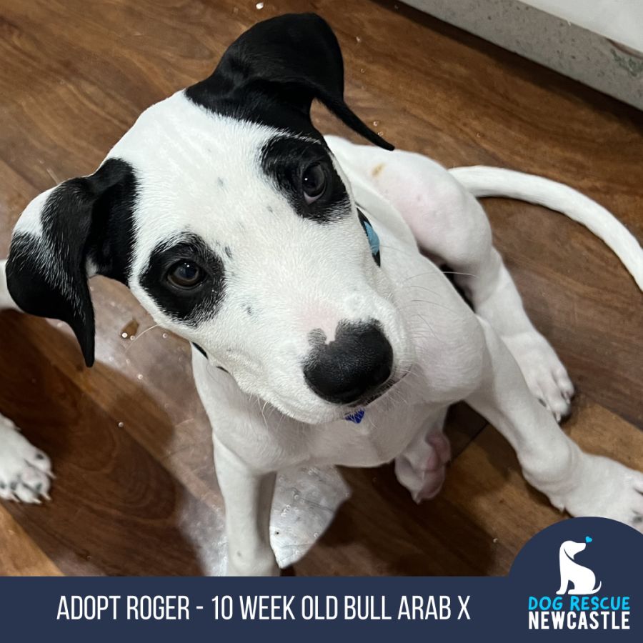 Roger - 10 Week Old Bull Arab X (Trial) - Medium Male Bull Arab Dog in ...