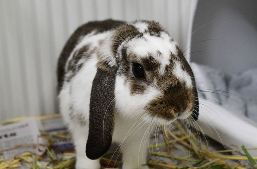 Anthony Hopkins 293 - Male Lop Eared Rabbit in NSW - PetRescue