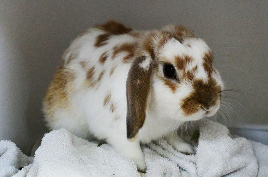 Rabbit De Niro 294 - Male Lop Eared Rabbit in NSW - PetRescue