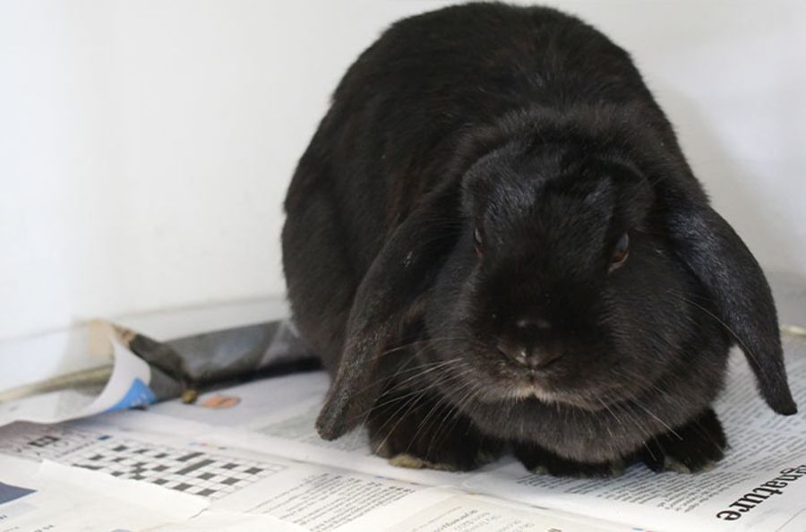 Babbitty Rabbitty 295 - Female Lop Eared Rabbit in NSW - PetRescue